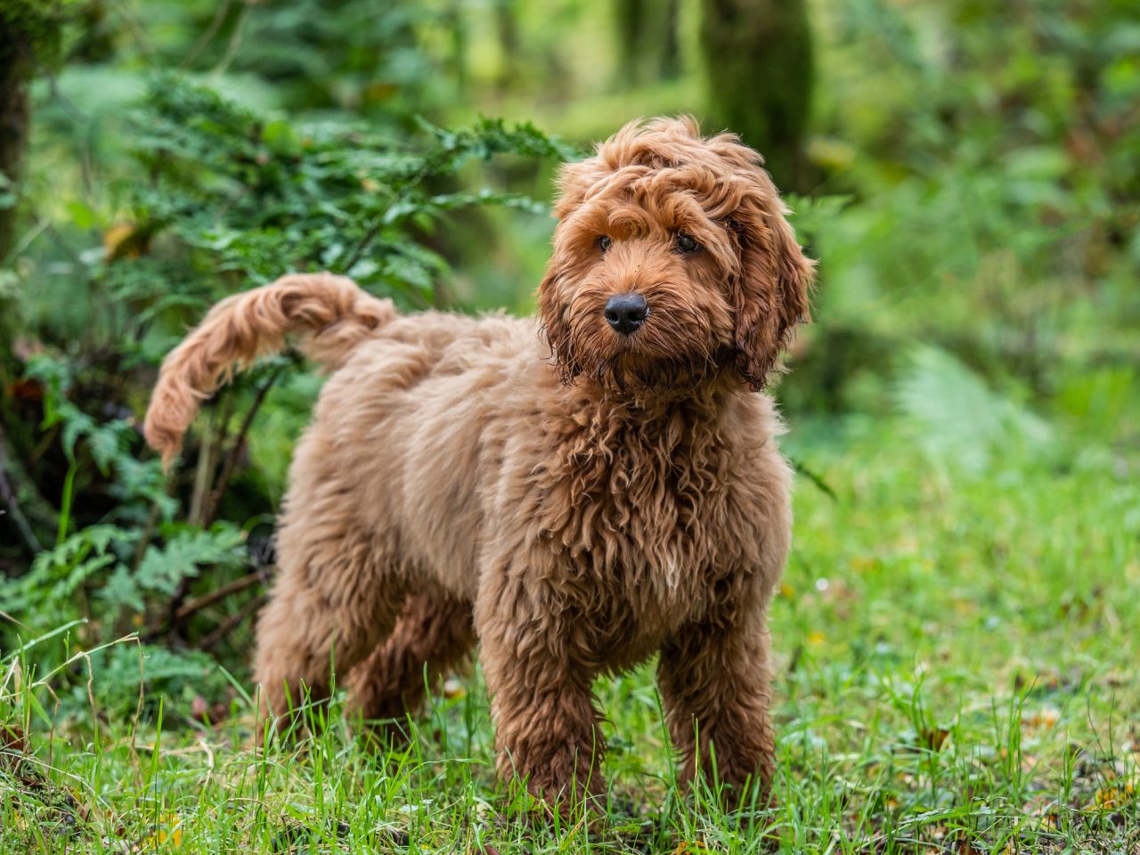 Dog Breed Spotlight - The Cockapoo | Bed & Bone Home Dog Boarding